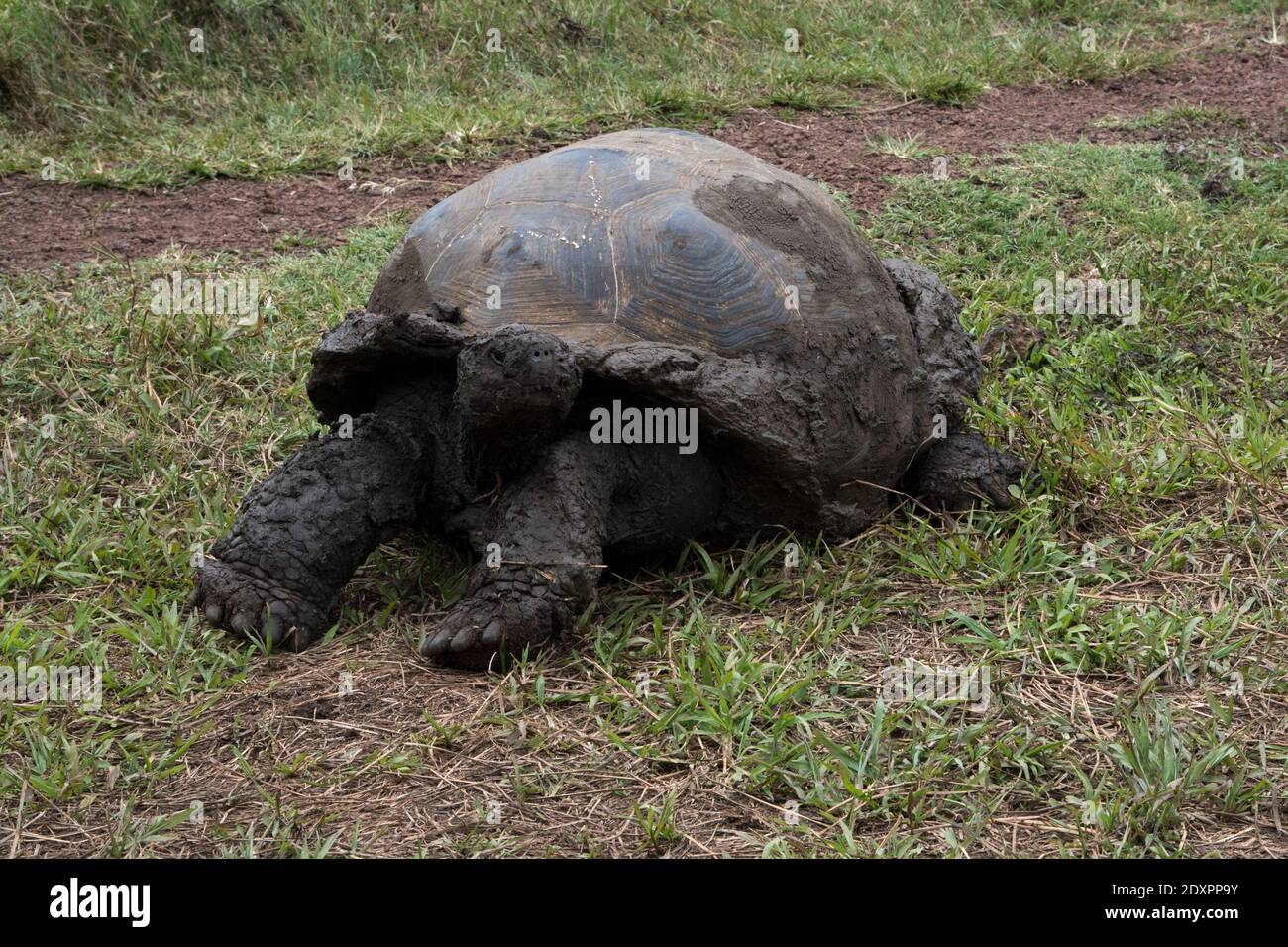 Caked mud hi-res stock photography and images - Alamy
