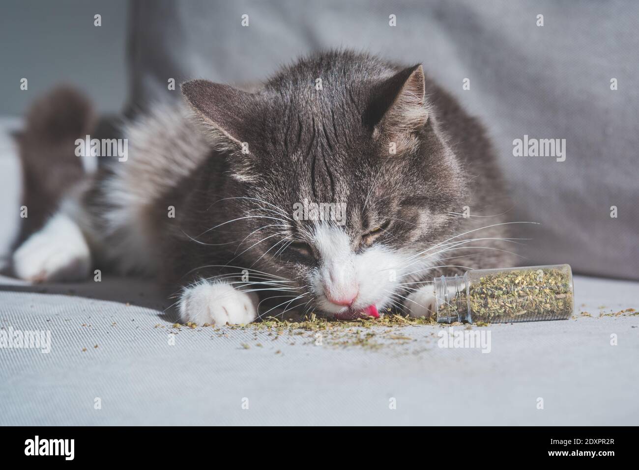 Funny tabby cat licking and enjoying dried catnip or catmint. Herbs for ...