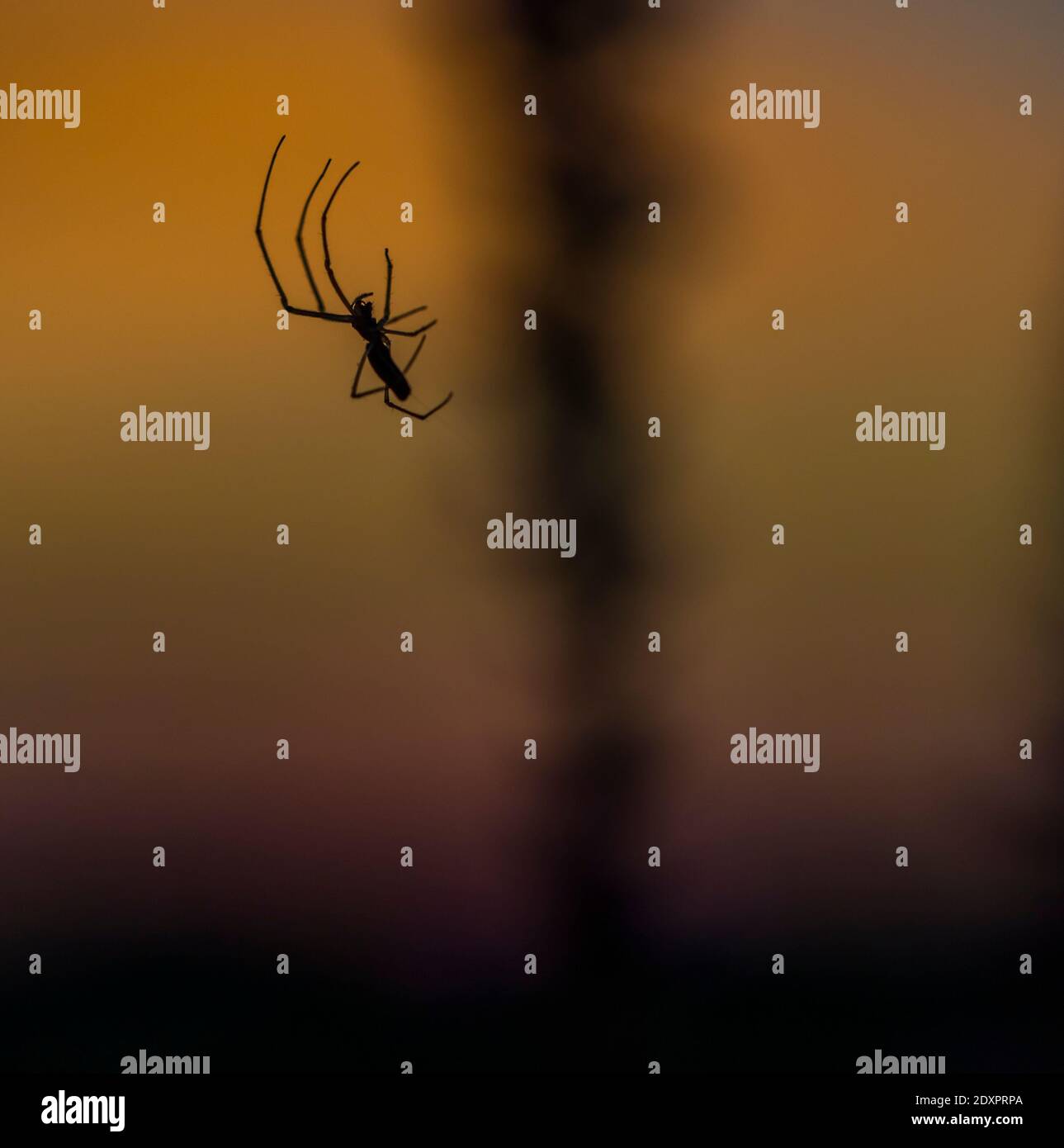 Flying spider hi-res stock photography and images - Alamy