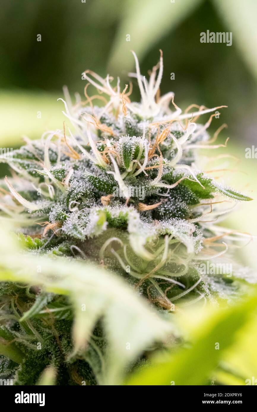 Cannabis flower hi-res stock photography and images - Alamy