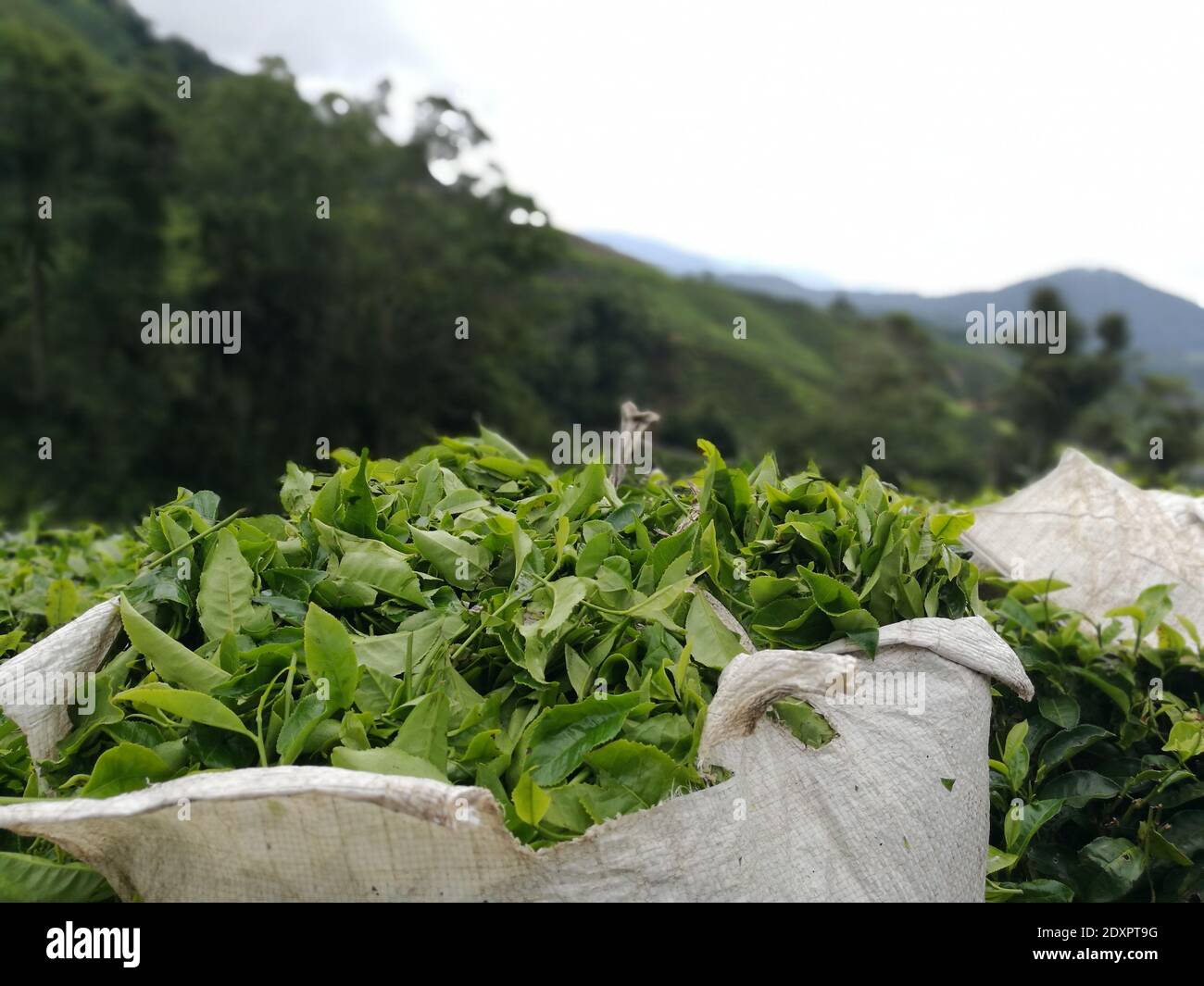 Famous leaves hi-res stock photography and images - Alamy