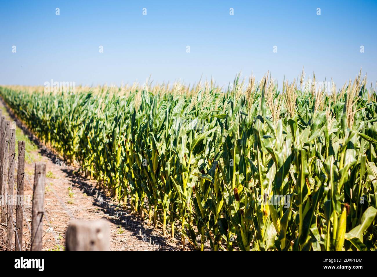 A beautiful view of the fresh corn on a cornfield captured on a hot ...