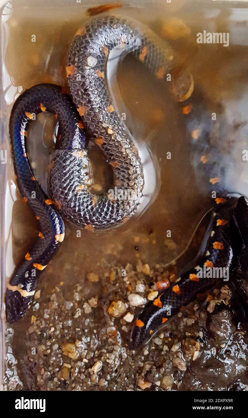 Body shading hi-res stock photography and images - Alamy