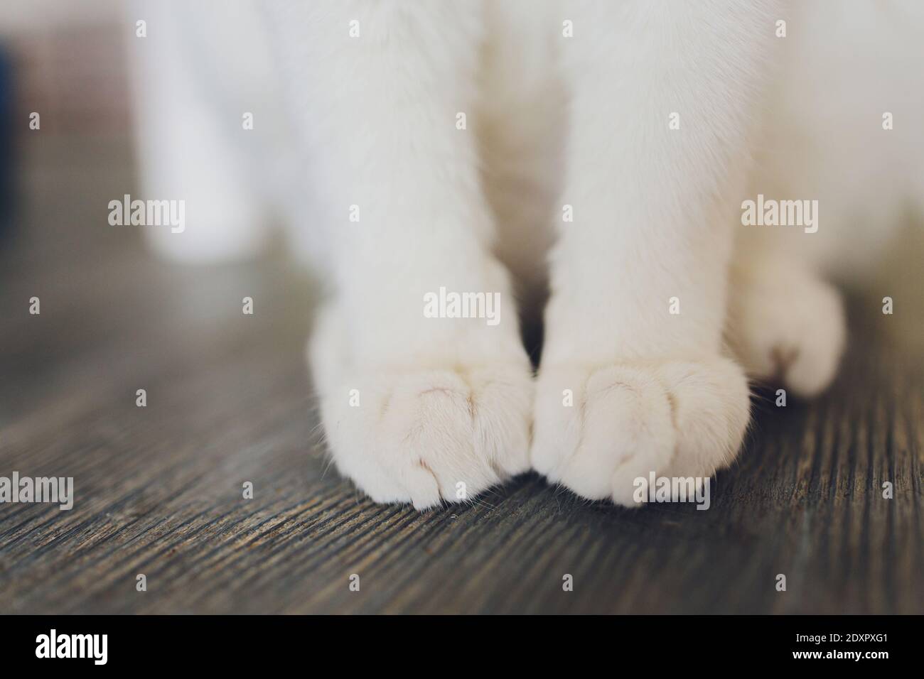 Top view of cat's paws. Wooden background Stock Photo - Alamy