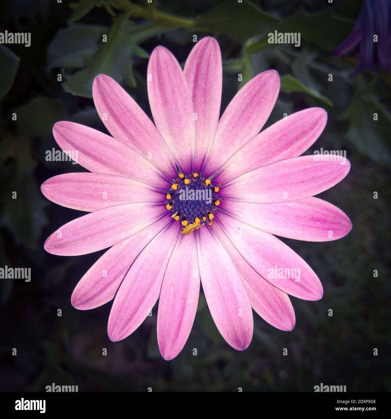 Dimorphotheca flower hi-res stock photography and images - Alamy