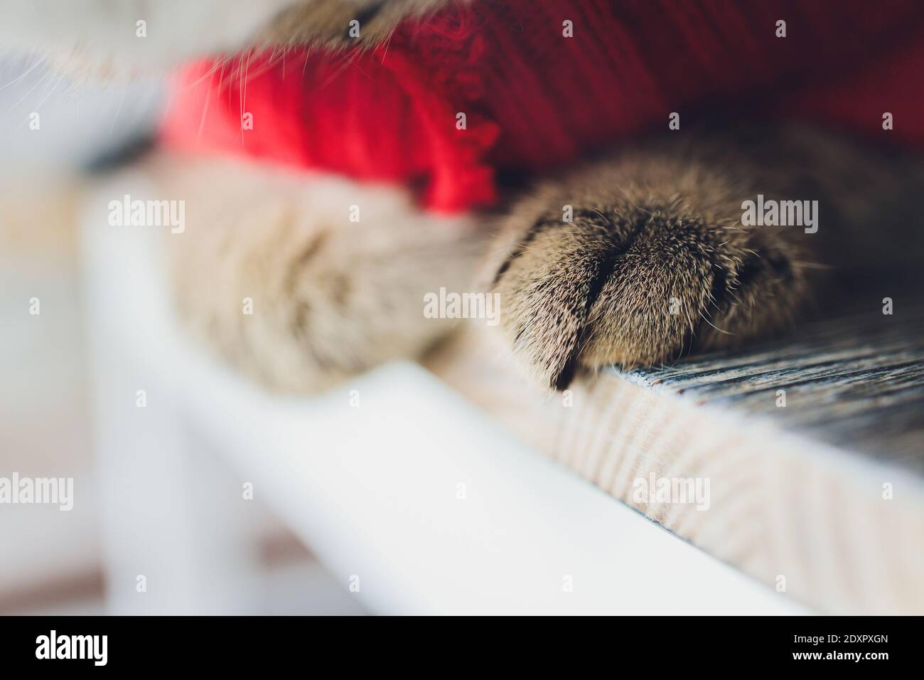 Top view cats paws hi-res stock photography and images - Alamy