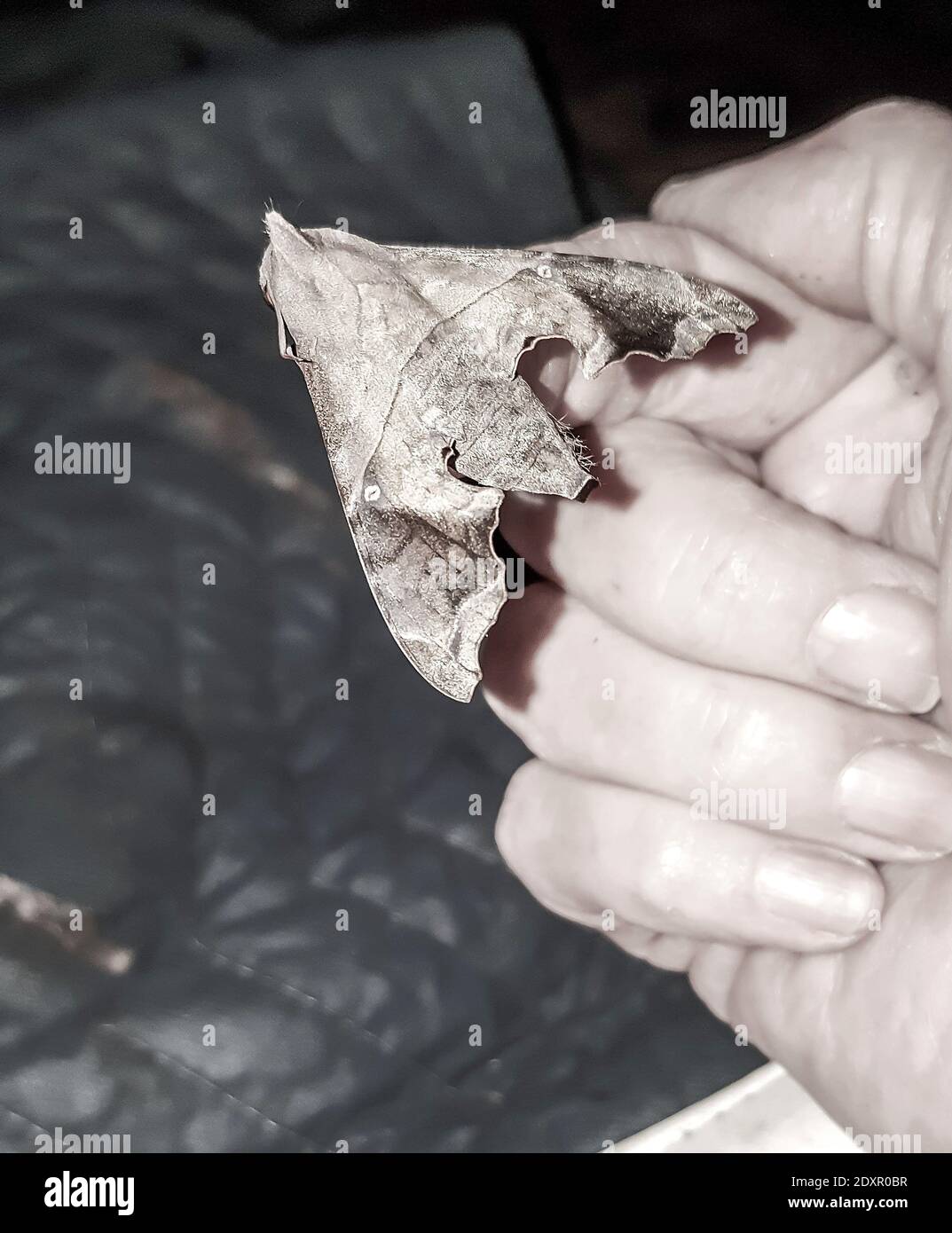 Moth on finger hi-res stock photography and images - Alamy
