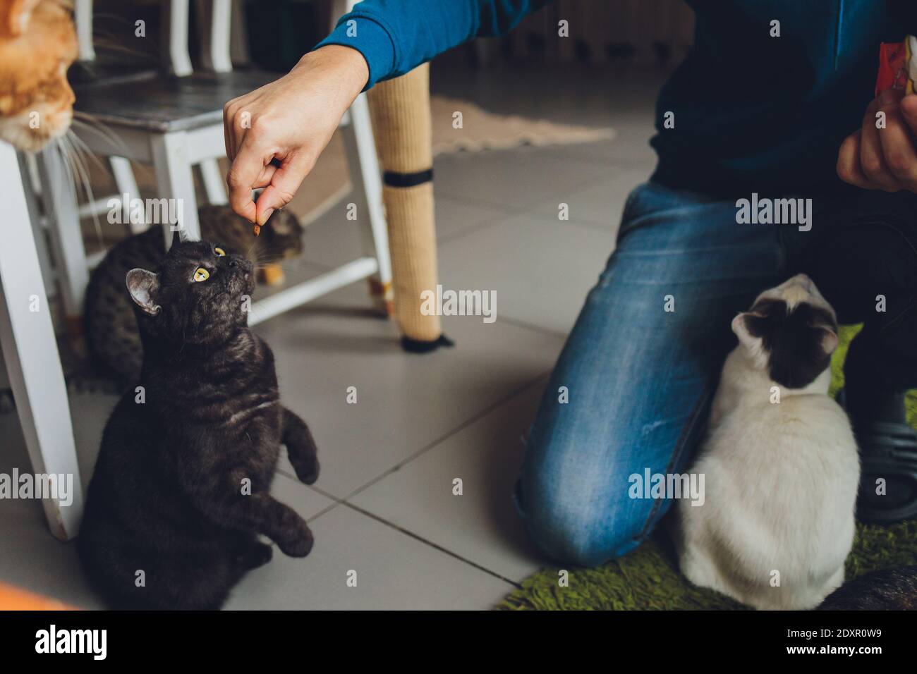 tabby cat is standing and licking the food which human is fedding Stock ...