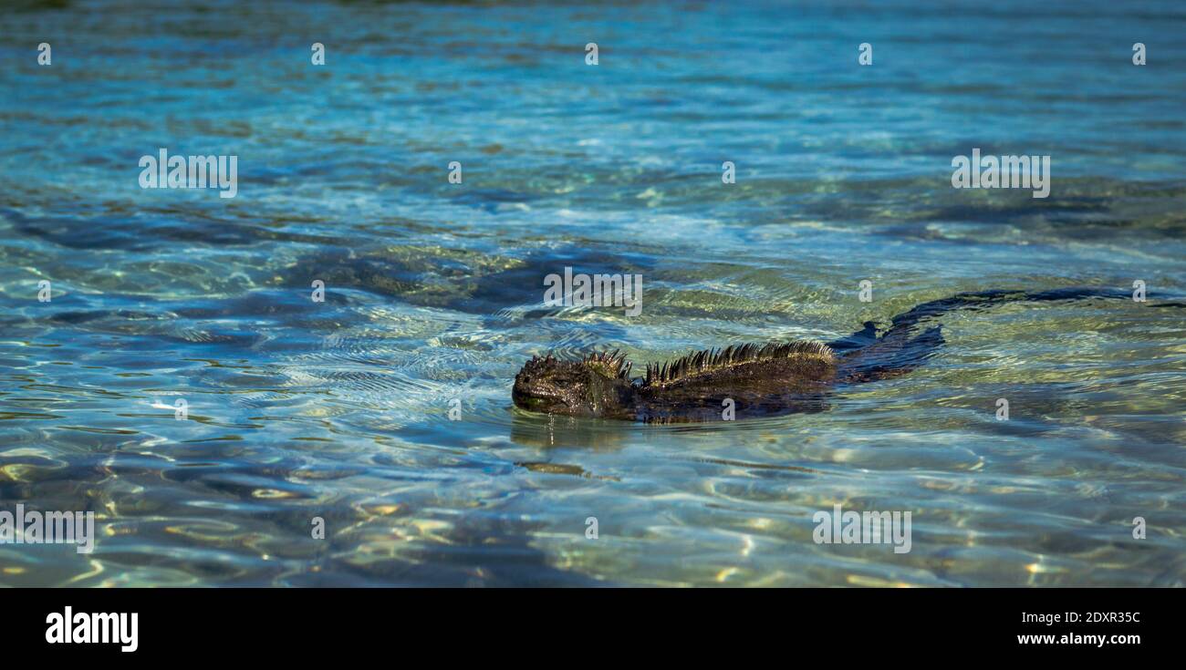 Galápagos iguana underwater hi-res stock photography and images - Alamy