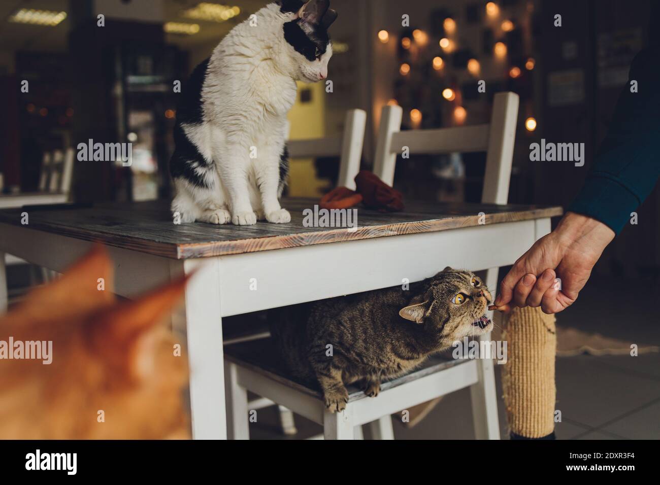 tabby cat is standing and licking the food which human is fedding Stock ...