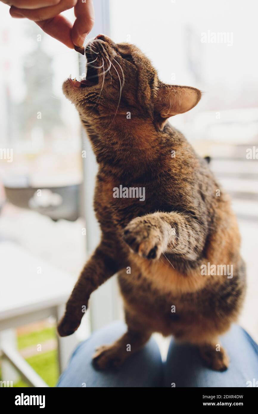 tabby cat is standing and licking the food which human is fedding Stock ...