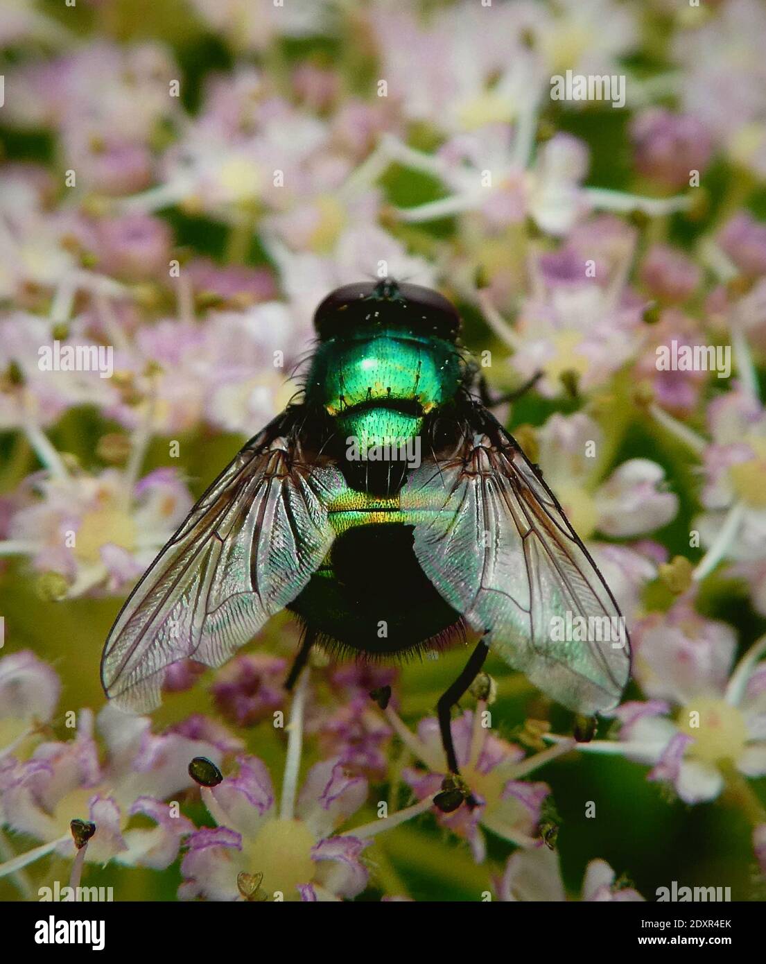 Bright coloured animals hi-res stock photography and images - Alamy