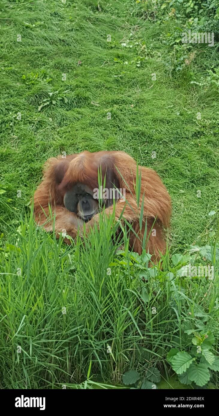 Urang hi-res stock photography and images - Alamy