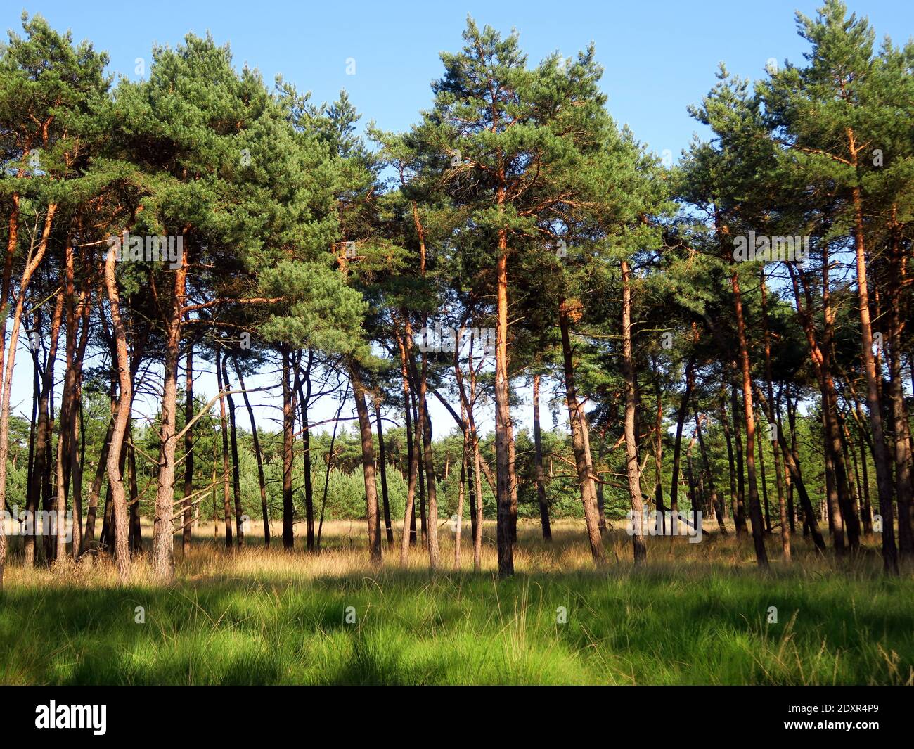 Forest fire tree line hi-res stock photography and images - Alamy