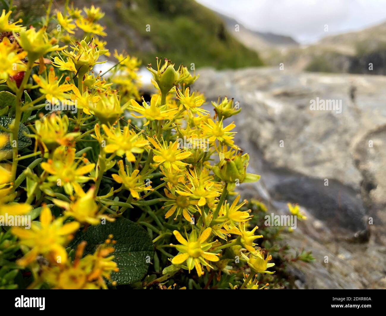 Heiligenblut flower hi-res stock photography and images - Alamy