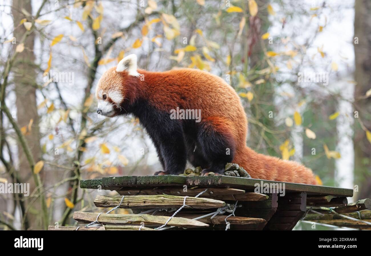 Pooing hi-res stock photography and images - Alamy