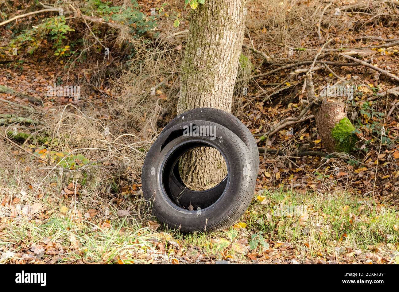 Black rubber tree hi-res stock photography and images - Alamy
