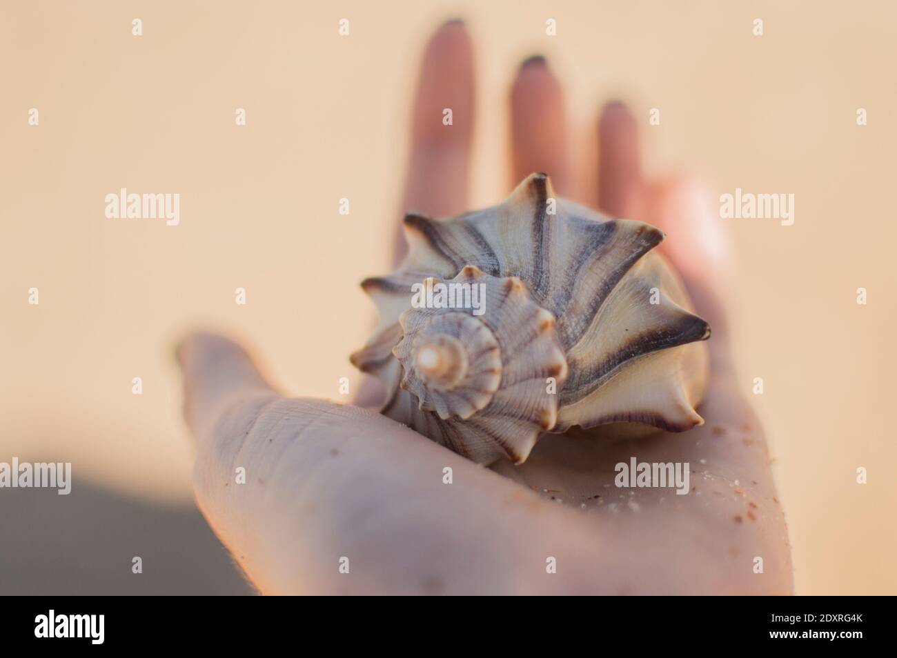 Woman holding conch shell hi-res stock photography and images - Alamy