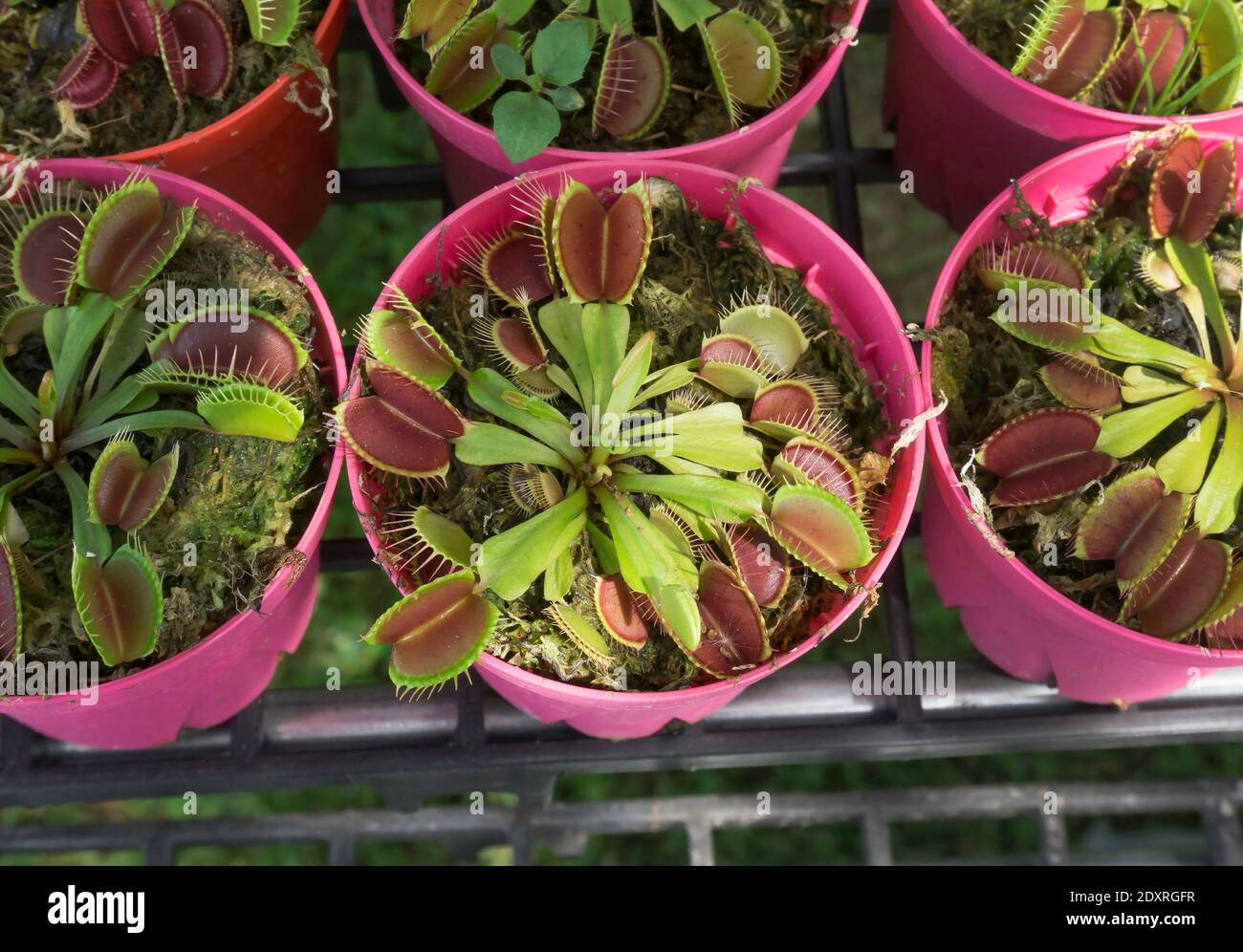 Venus flytrap plants hi-res stock photography and images - Alamy