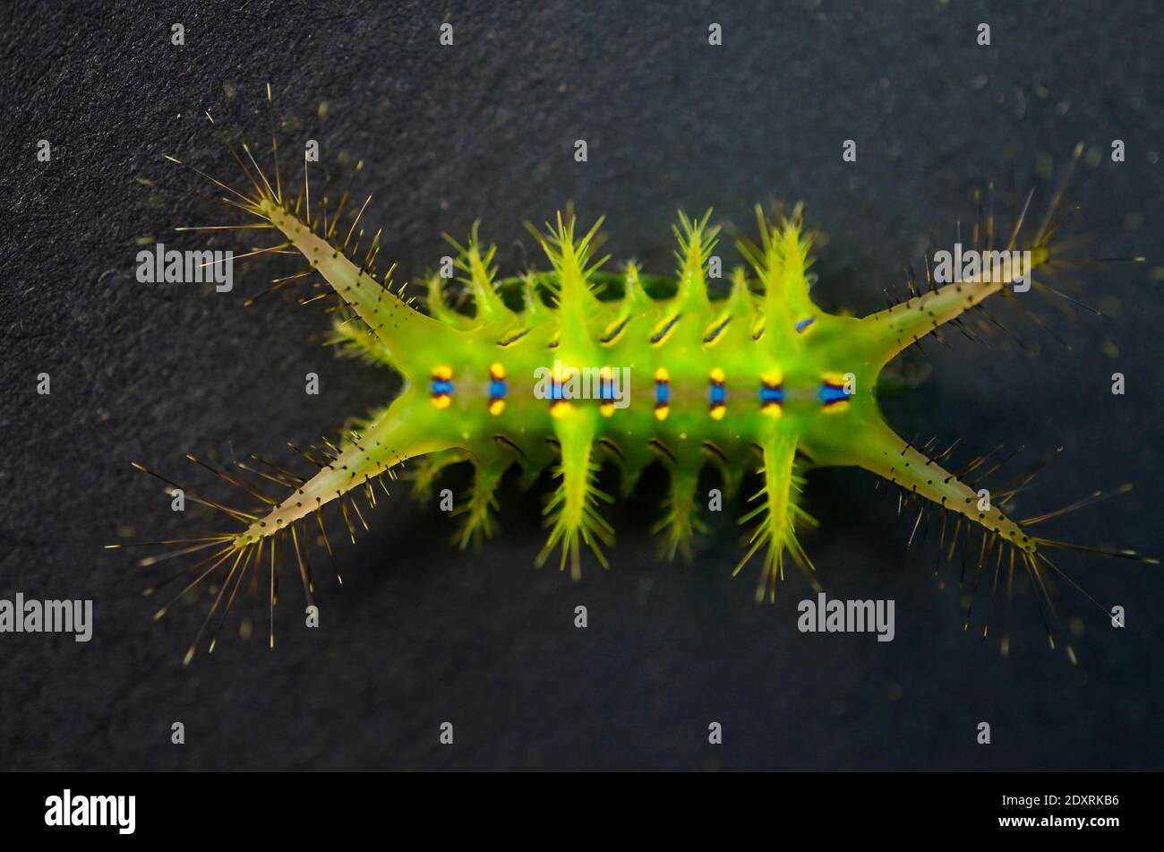 Stinging slug caterpillar hi-res stock photography and images - Alamy