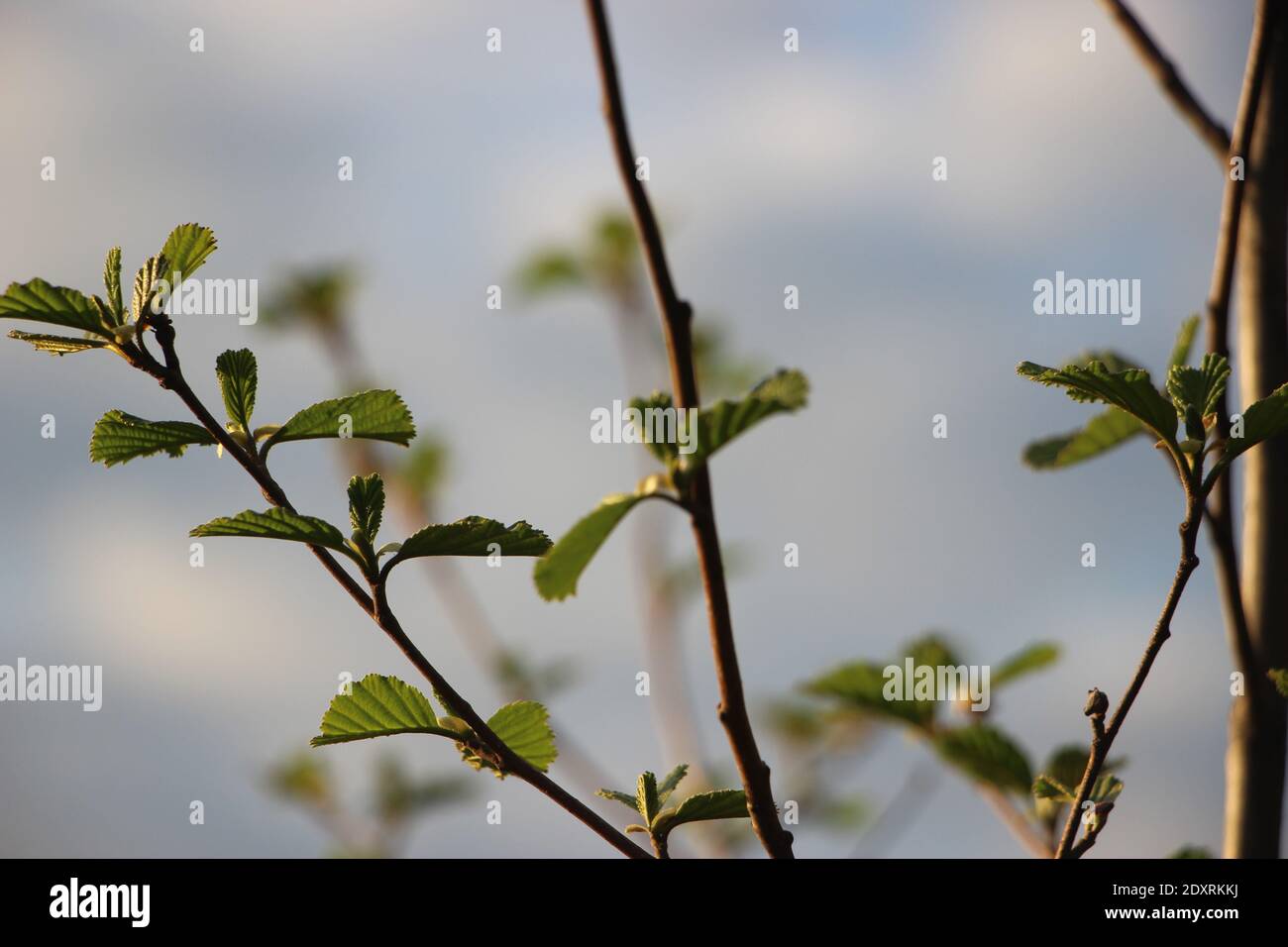 Baby beech tree in closeup hi-res stock photography and images - Alamy