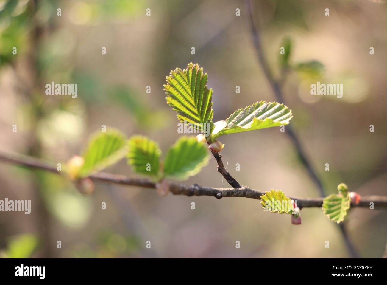 Baby beech tree in closeup hi-res stock photography and images - Alamy
