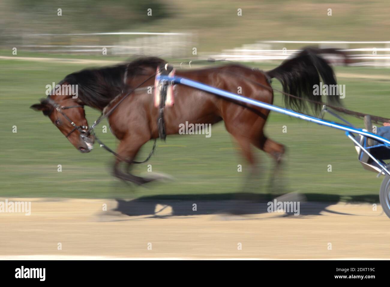 Race horse running full speed hi-res stock photography and images - Alamy
