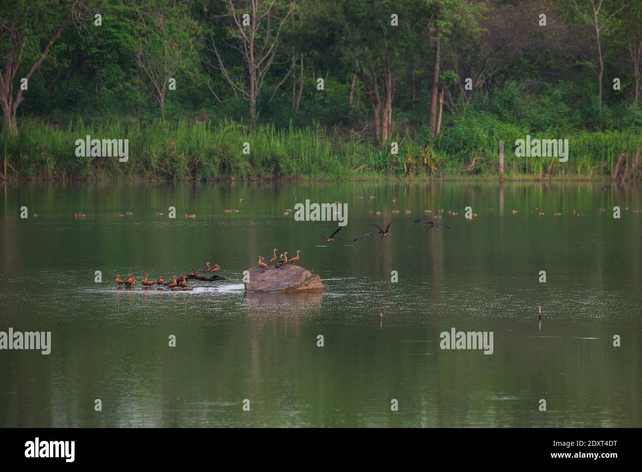 Floating duck hi-res stock photography and images - Alamy