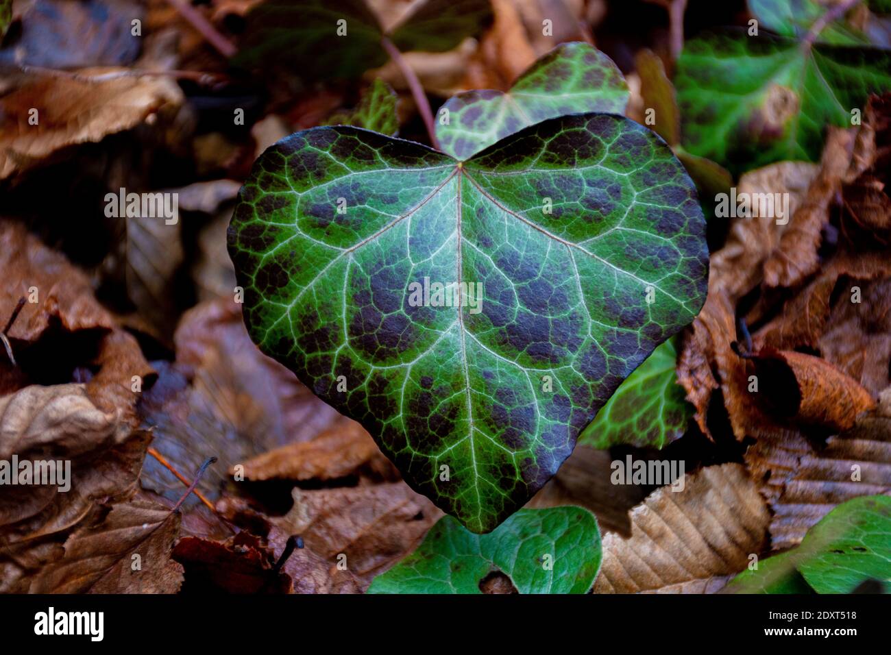 Up close shot hedera helix hi-res stock photography and images - Alamy