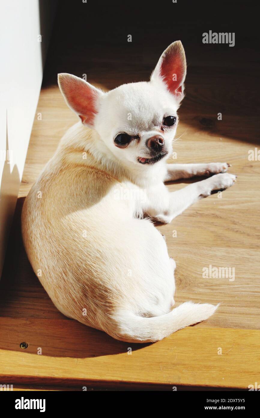 Chihuahua cookie hi-res stock photography and images - Alamy