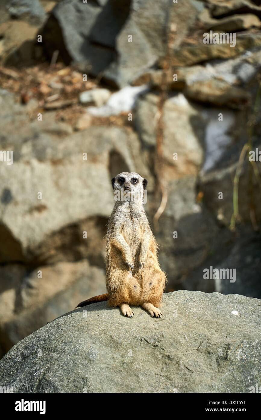 Suricata suricatta in captivity hi-res stock photography and images - Alamy