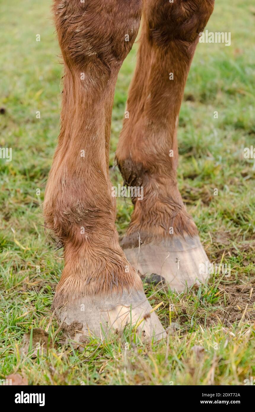 Horse hooves hi-res stock photography and images - Alamy
