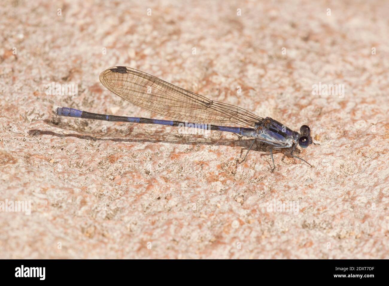 Argia sabino hi-res stock photography and images - Alamy