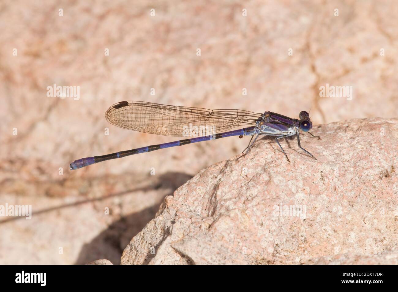 Argia sabino hi-res stock photography and images - Alamy