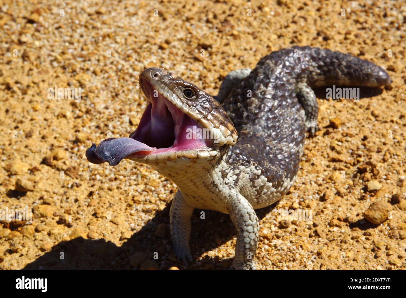Stumpy tailed skink hi-res stock photography and images - Alamy