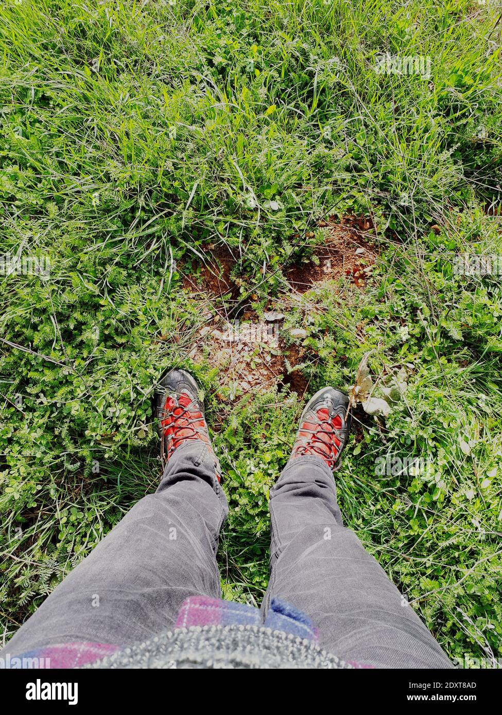 Turkey foot grass hi-res stock photography and images - Alamy