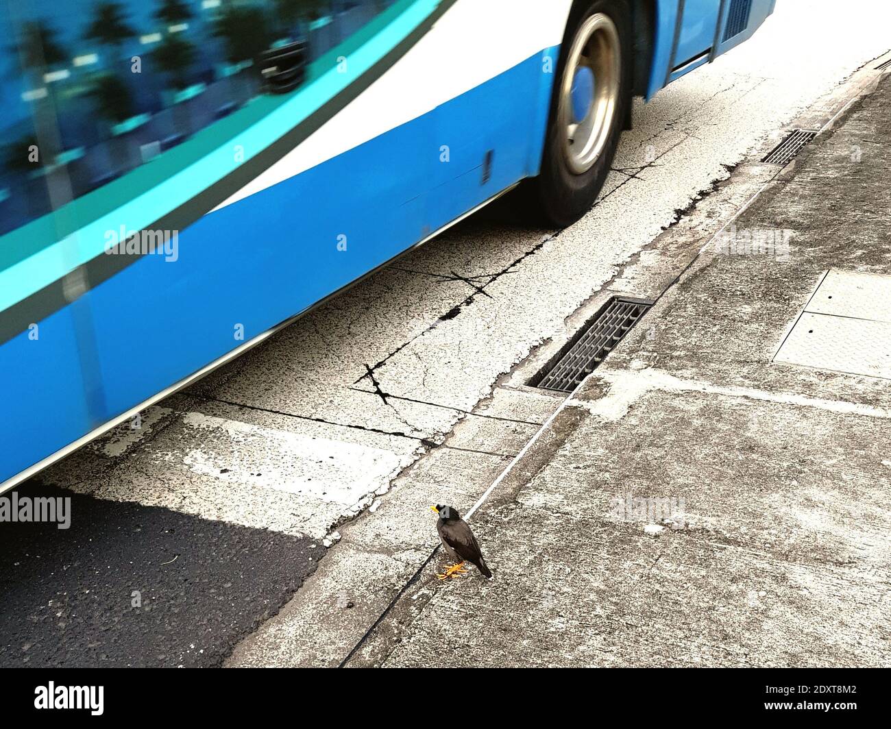 Blue bird bus hi-res stock photography and images - Alamy