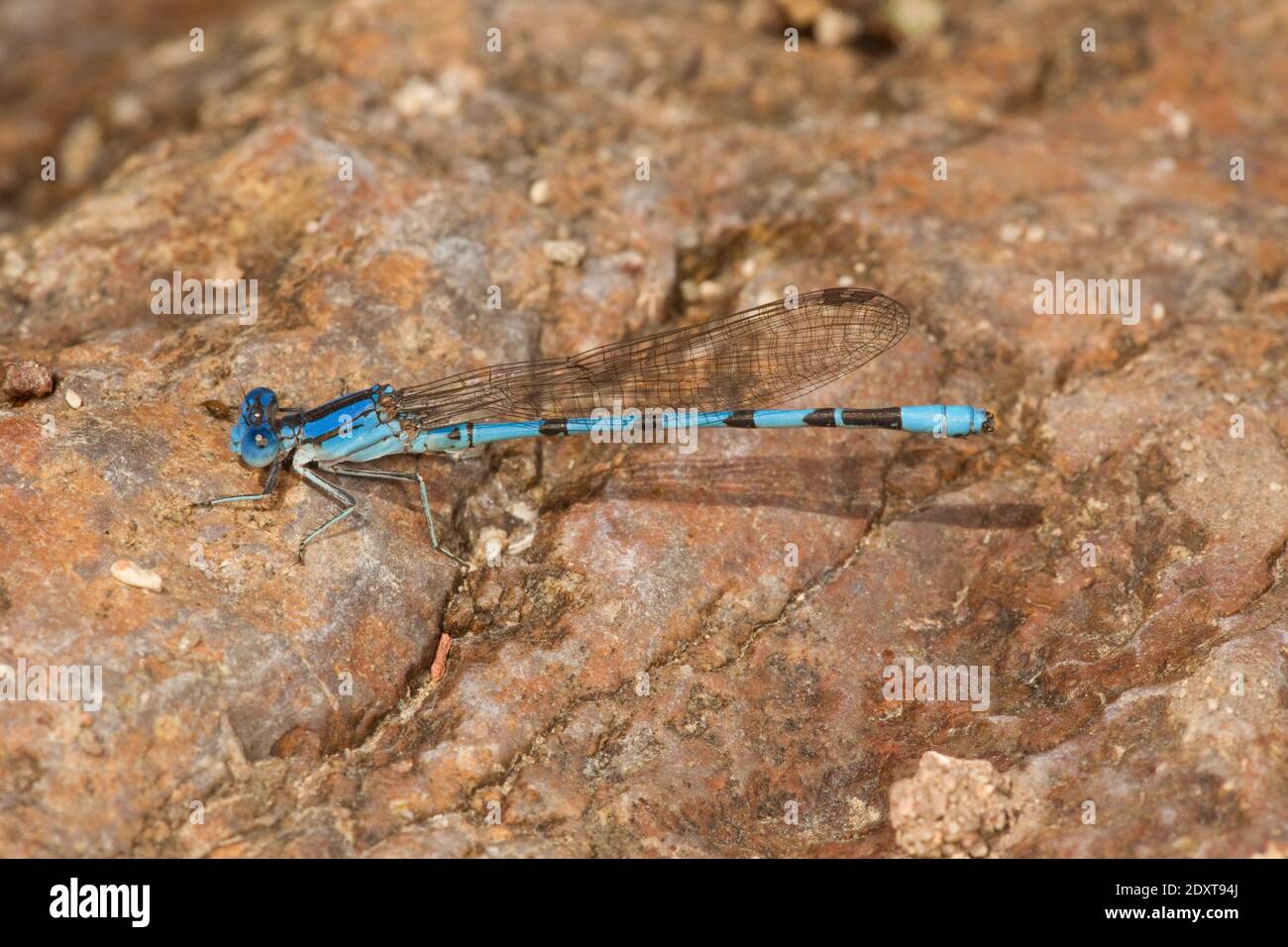 Aztec dancer hi-res stock photography and images - Alamy