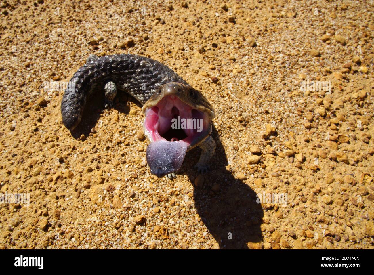 Two headed skink hi-res stock photography and images - Alamy
