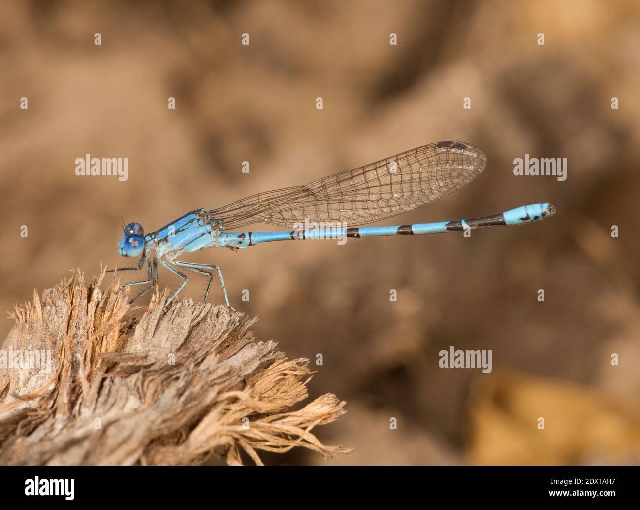 Aztec dancer hi-res stock photography and images - Alamy