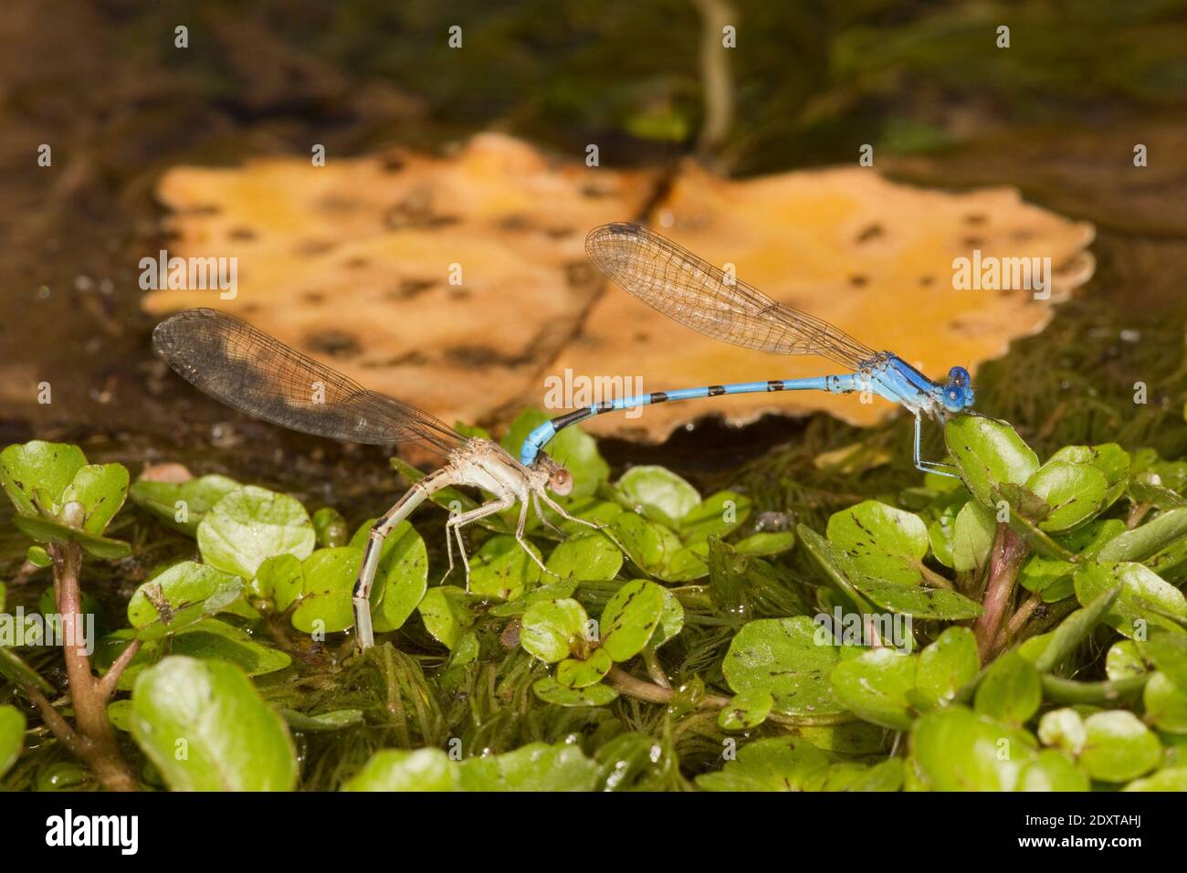 Aztec dancer hi-res stock photography and images - Alamy