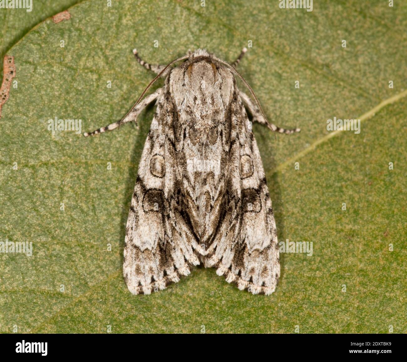 Lepidoptera noctuid noctuidae hi-res stock photography and images - Alamy