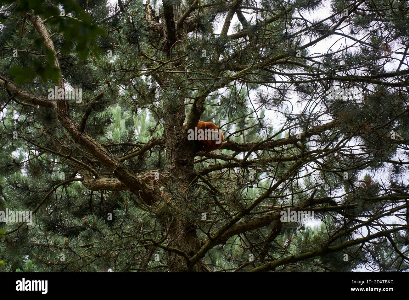 Red Panda hiding amongst branches in RZSS Edinburgh Zoo, Scotland, UK ...