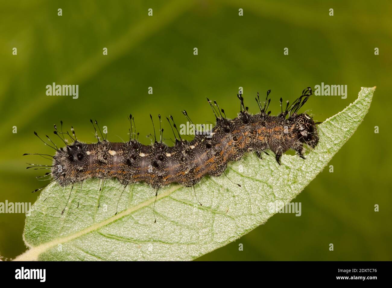 Dagger Moth larva Day 31, Acronicta atrstrigatus, Noctuidae. Length 45 ...