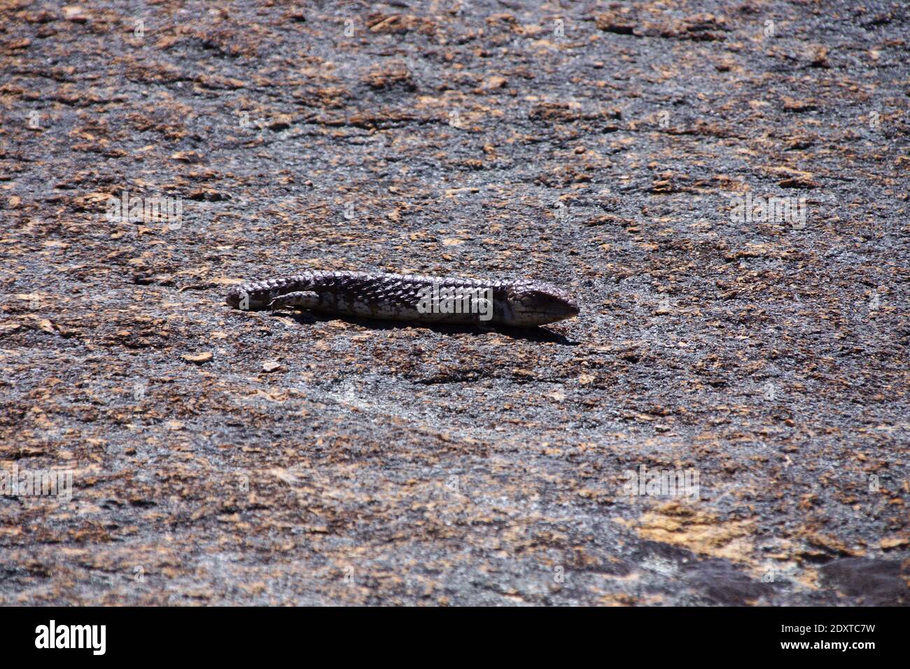 Tiliqua rugosa, the western shingleback or bobtail lizard, on granite ...