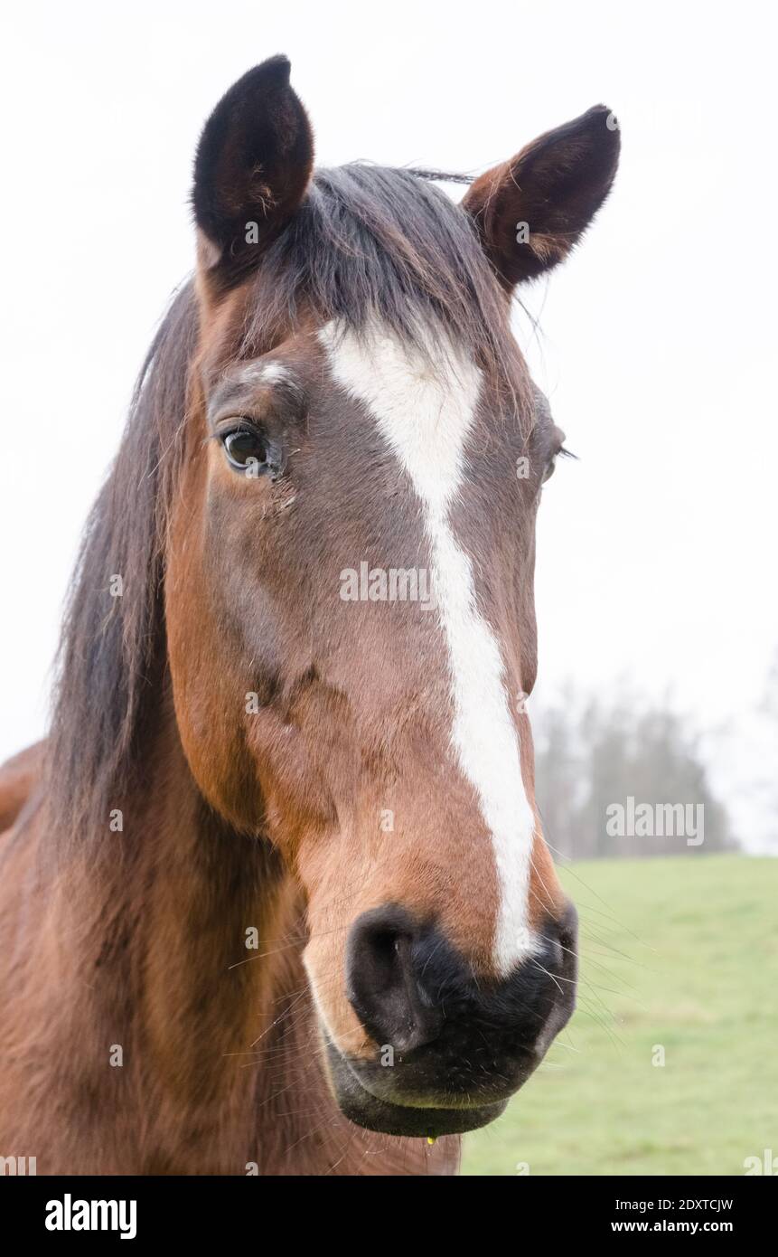 Horse front view hi-res stock photography and images - Alamy