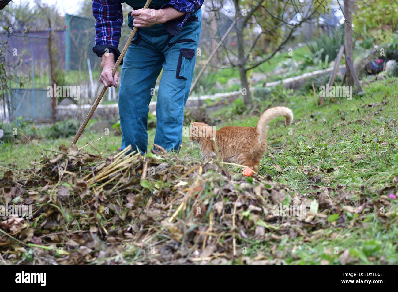 A farmer in a cottage rakes autumn leaves on a hill Stock Photo - Alamy