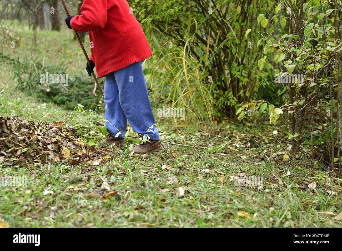 A farmer in a cottage rakes autumn leaves on a hill Stock Photo - Alamy