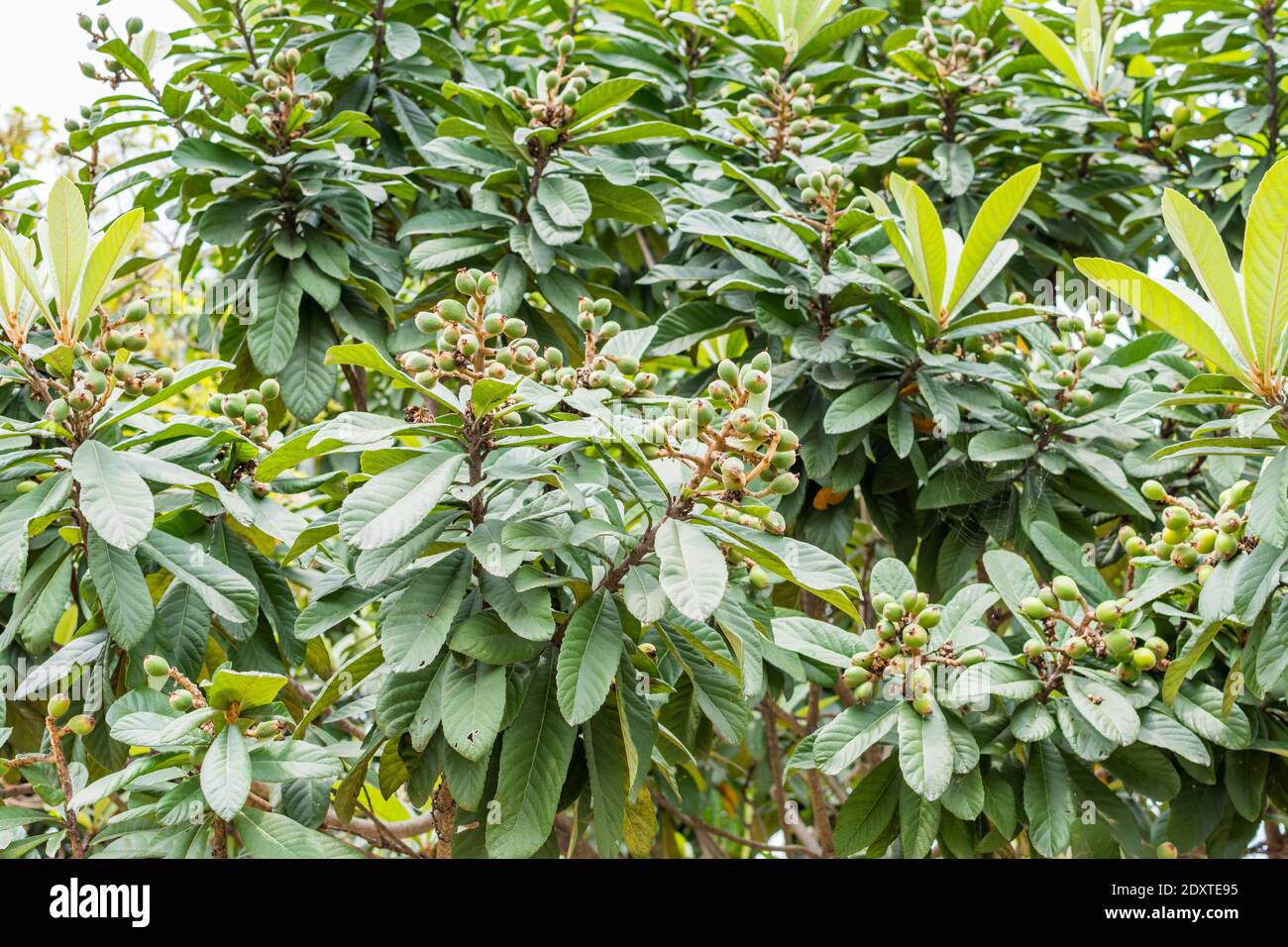 Green loquat fruits growing on tree. Also called Japanese Medlar, a ...
