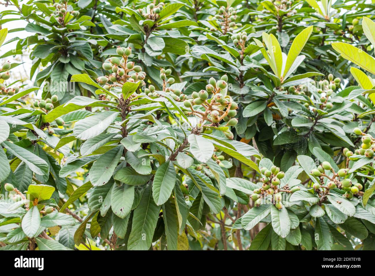 Green loquat fruits growing on tree. Also called Japanese Medlar, a ...